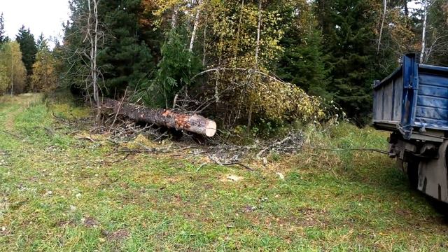 Зил-130 застрял в грязи! Т-40 вытаскивает из глубокой лужи! Поездка за дровами! Трелюю лес на ЗИЛе!