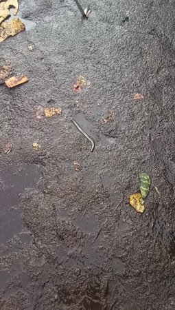 Ночью змея заползла на мой участок, но ее кто то загрыз.