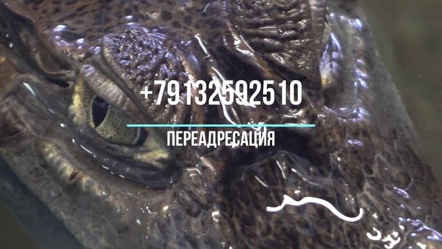 Звонки из палаты №6.