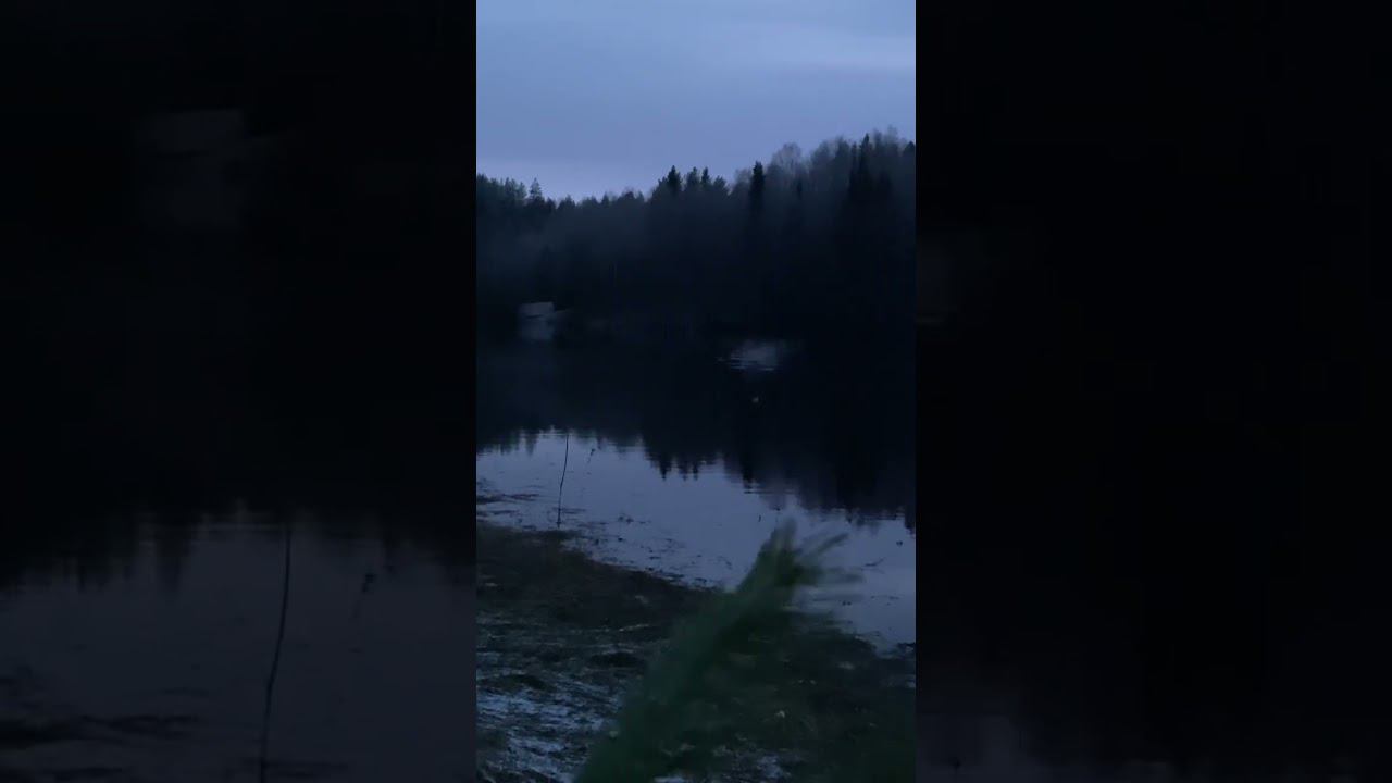 Охота на селезня утки #shorts #охотанауток