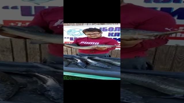 VID-20220620-WA0018.mp4