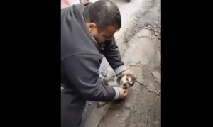Щенок чуть не задохнулся от куска сосиски