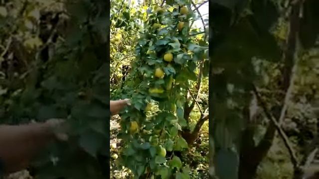 Такие саженцы можно приобрести в Интерфлоре