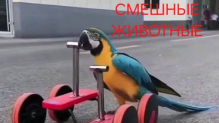 Смешные животные | КОТЯРА