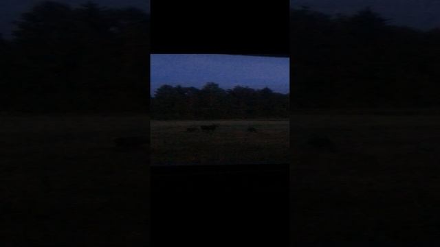 Карточка видео