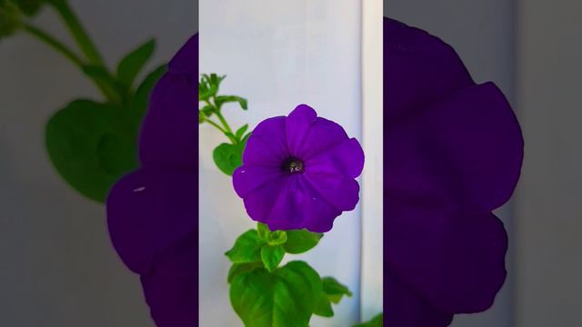 Петуния Альдерман #садоводство