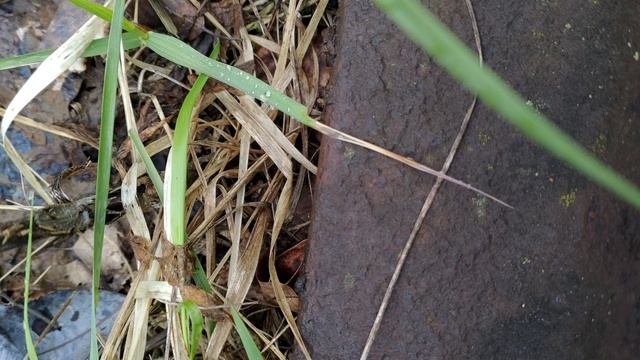 Пение птиц весной 2.0