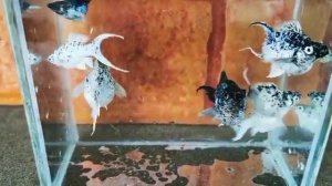 Далматинец балон Молли/Dalmatino balloon molly #7 #guppy #guppyfish #swordtail #platy #molly