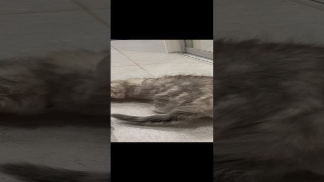 Шриландский вислоухий кот Лелик прибыл с новый дом