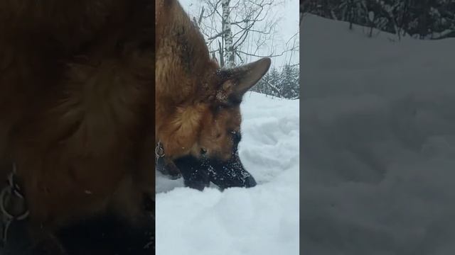 Все как всегда? #нейя #немецкаяовчарка #прогулка #neya #germanshepherd #овчарка