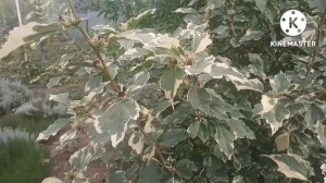 Гибискус _Purpurea Variegata_
 Обзор растения.