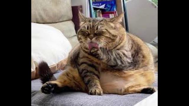 КОТИКИ 10