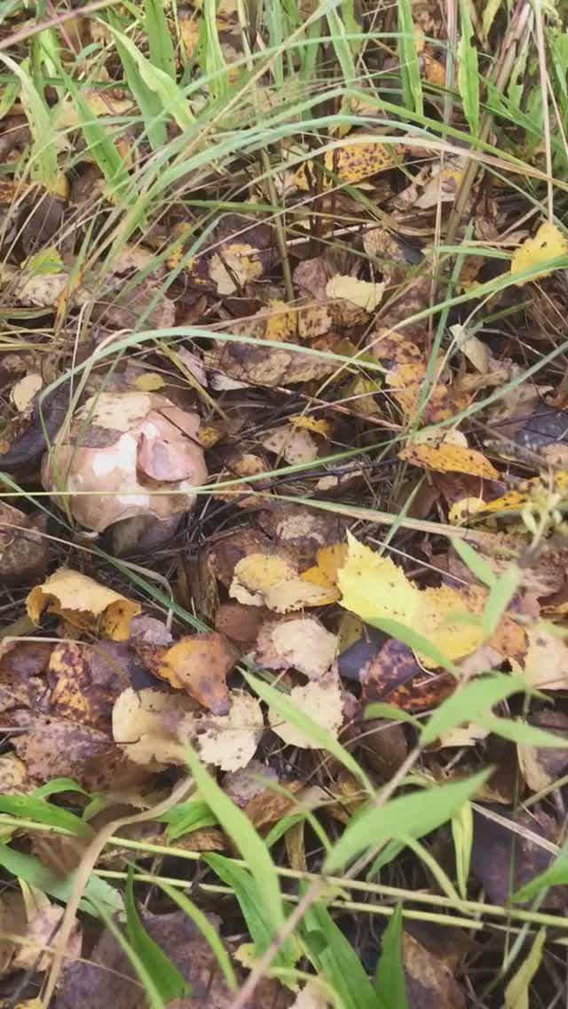 ПОДБЕРЁЗОВИК