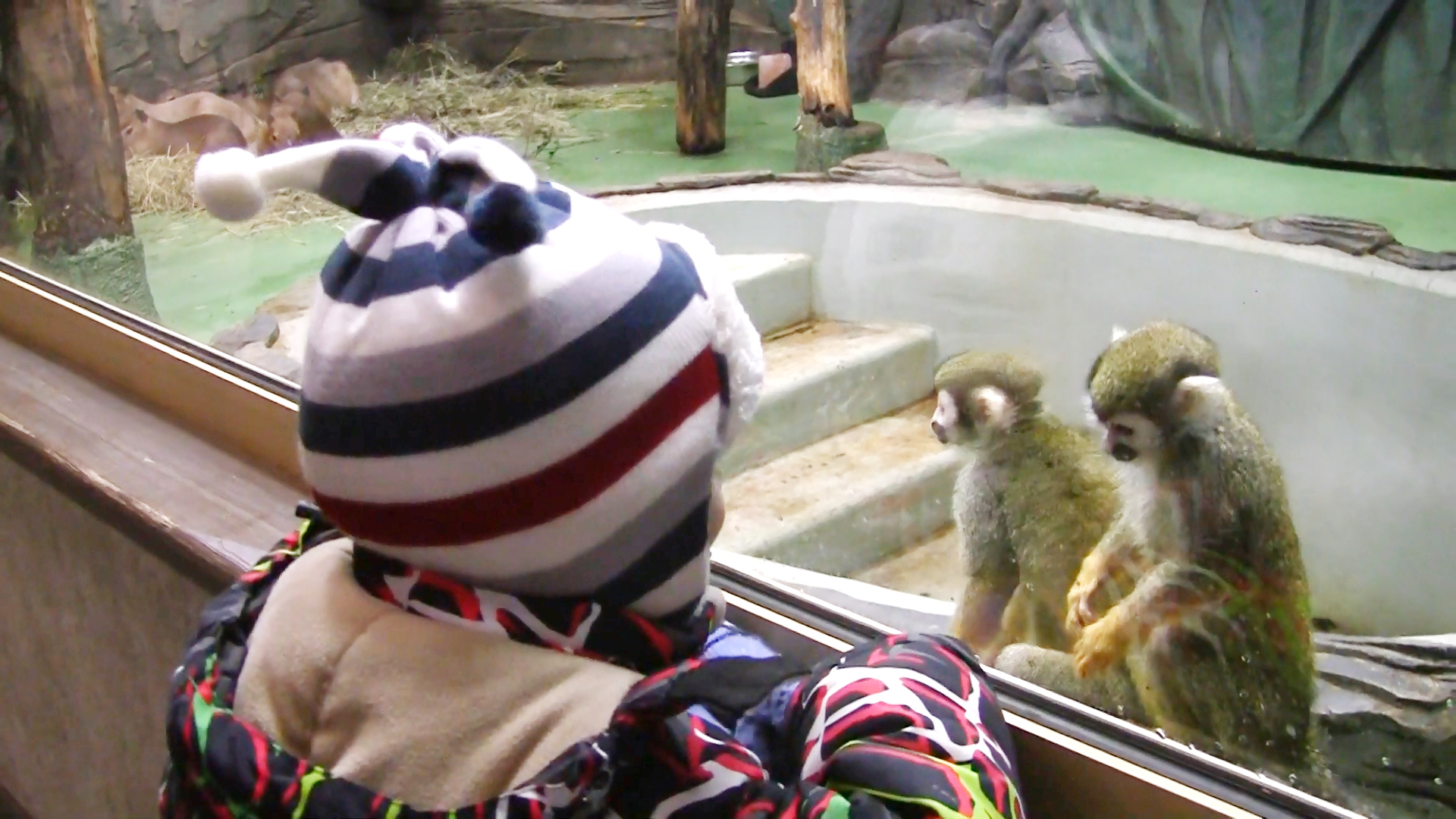 Видеофильм - Зоопарк,  8 января 2020