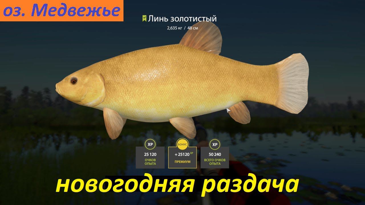 Русская рыбалка 4 / оз. Медвежье / Линь золотистый, спешите закрыть картинку