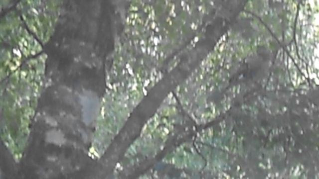 Сойка прыгает по веткам 36464 DSCN4625