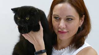 Выставка кошек   Утомленные солнцем Тверь 2018