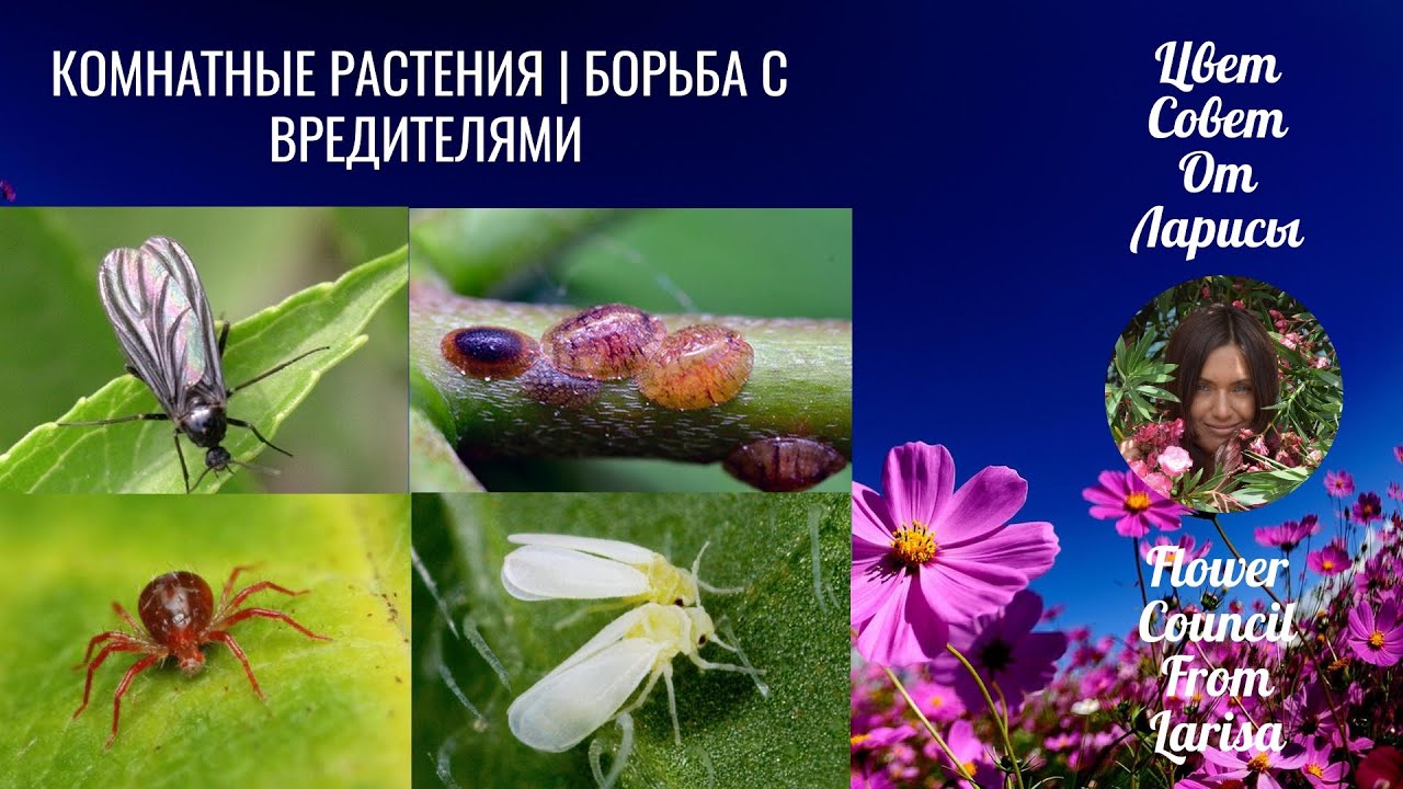 КОМНАТНЫЕ РАСТЕНИЯ БОРЬБА С ВРЕДИТЕЛЯМИ 05.12.2019