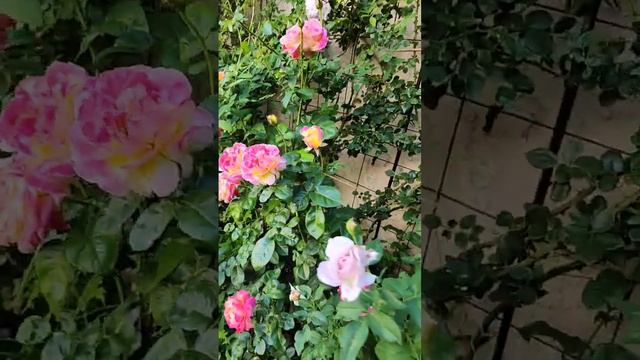 love and peace rose & silver lining rose