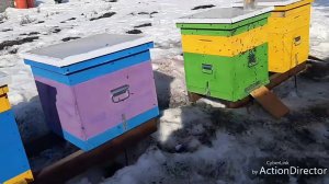Весенний облёт всей пасеки 5 марта 2019