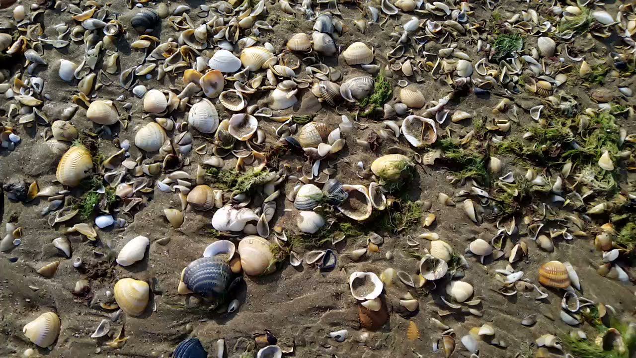 Ракушки вдоль берега Каспийского моря
