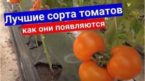 Обзор теплиц с томатами агрофирмы Поиск. Как рождаются лучшие сорта и гибриды томатов