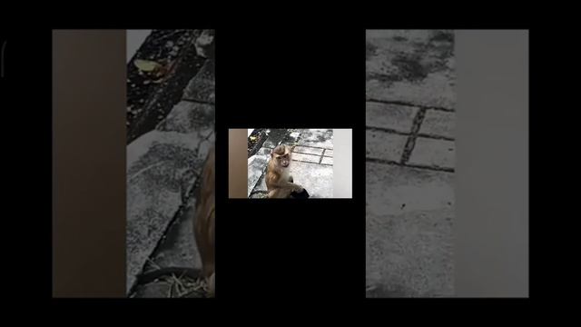 Пошли в пятерочку