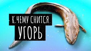 К чему снится угорь. Сонник, толкование сна