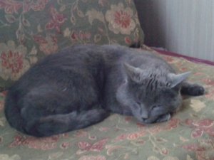 Мурлыканье(мурчание, урчание)  кота у камина. Relax.Для сна. 2 ЧАСА.