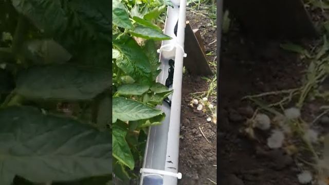 Корневой полив. Усложняем задачу