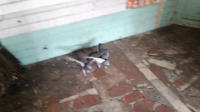 Голубиные танцы