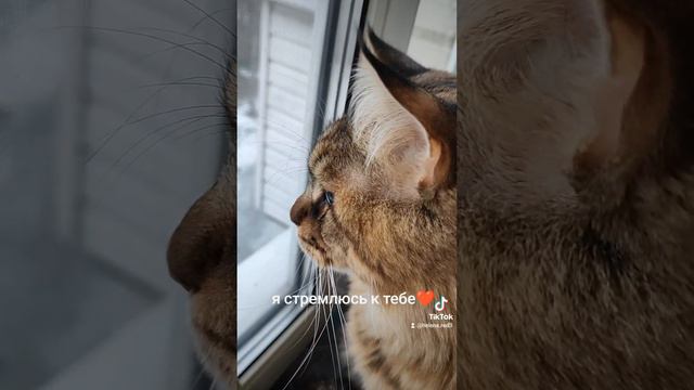 Самая сильная любовь на земле❤️😸👍