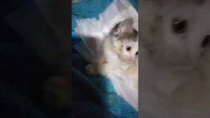 Котенок получает весь надлежащий уход