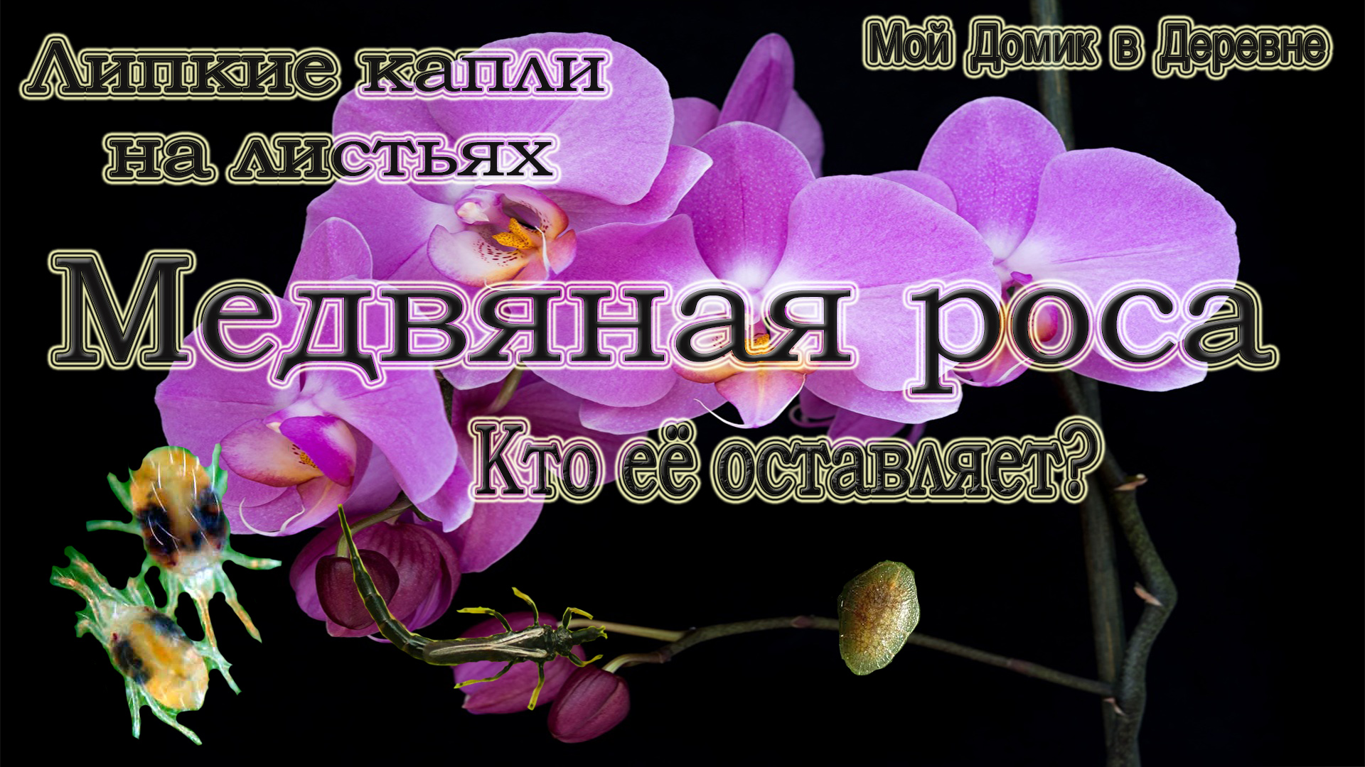 ЛИПКИЕ ПЯТНА НА ЛИСТЬЯХ _ МЕДВЯНАЯ РОСА _ КЛЕЩИ _МУЧНИСТЫЙ ЧЕРВЕЦ _ ТРИПСЫ _ СОКОСОСУЩИЕ НАСЕКОМЫЕ.