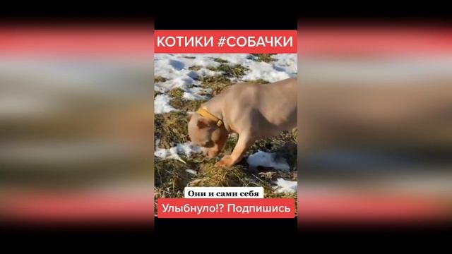 Самые смешные животные / Приколы с котами и собаками 2022 (# 43)