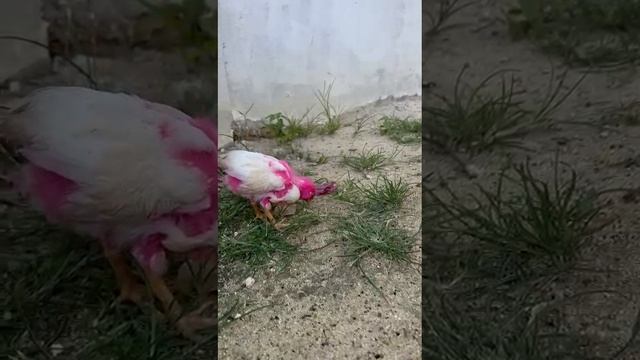 Чудо из чудес, цыплёнок в Таиланде