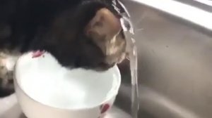 Кошка решила охладится