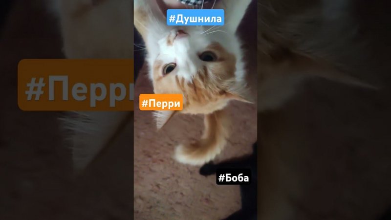 доброе утро ☕   ❤️ #кот #котики #доброеутро