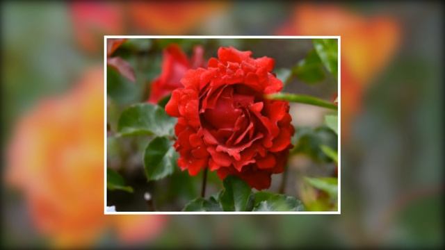 Стиль поворот по Y со сменой фото.PTE AV Studio