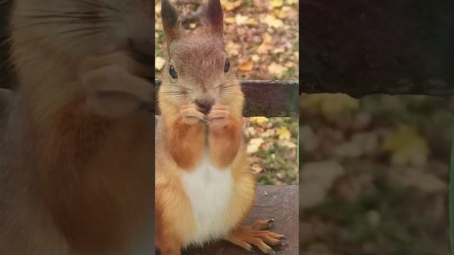 Новая кормушка для белок,антиголубь