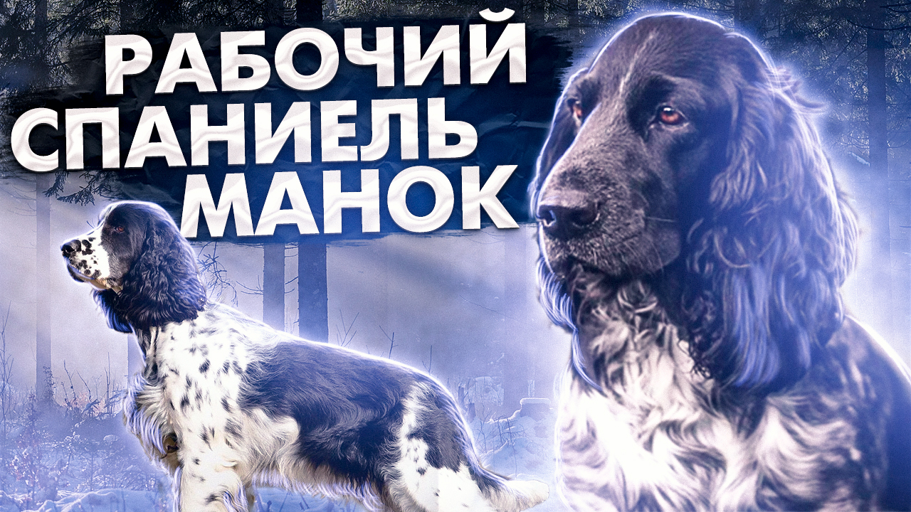 Охота с Спаниелем. "МАНОК" работает
