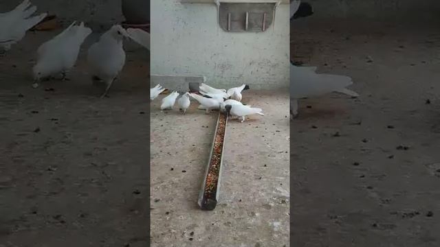 video_4720331983606.mp4