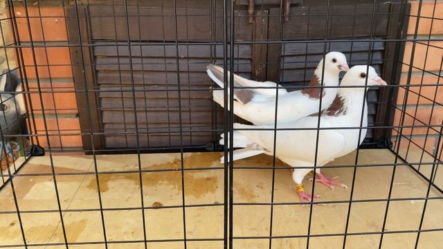 Бакинские старопородные голуби ?️ 02-11-2023