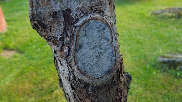 Тест садовых замазок результат через 6 месяцев 1