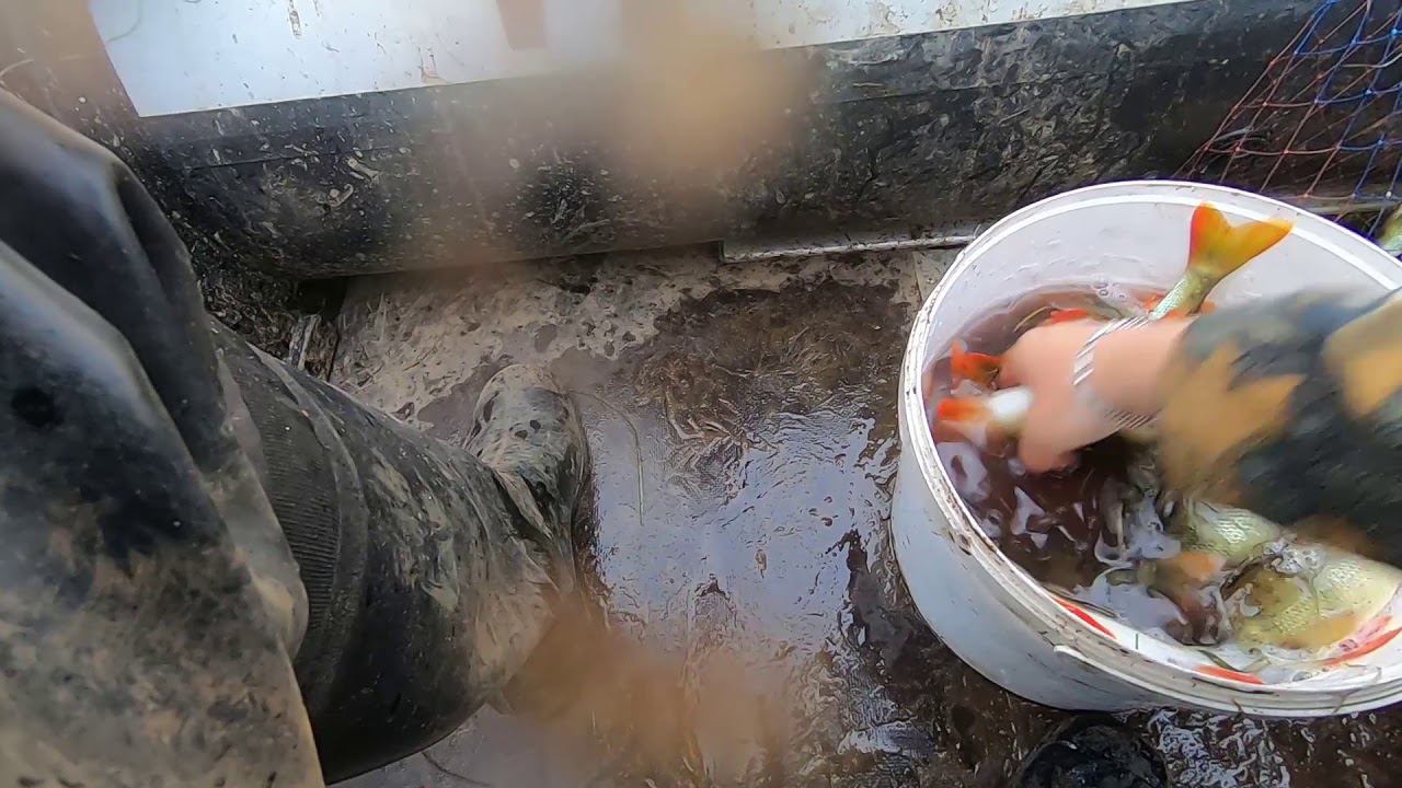 Окуни лайф, минус палка 18+