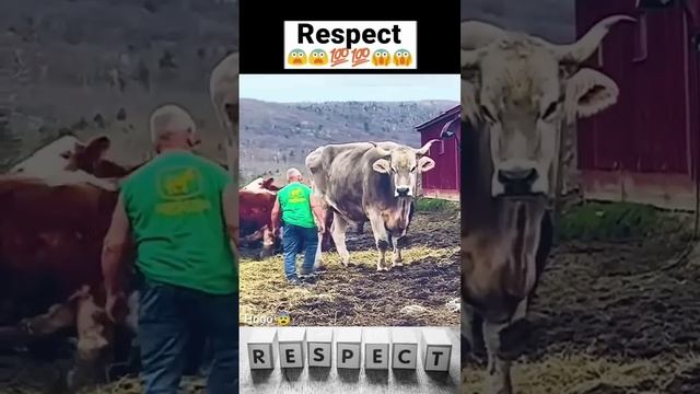 The Big Cow ????? #shorts
