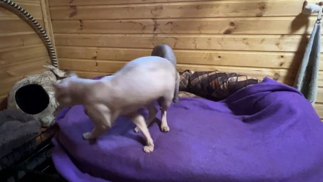 Кошачья свадьба. Приколы с животными!