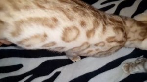 Бенгальские котята снежные, золото