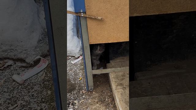 Как я решила стать волонтёром и спасти уличных котят 🥺 #котики #волонтёрство #спасениекошек
