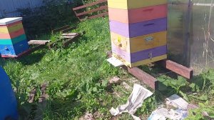 Возвращение роя обратно в свою семью, окончание.